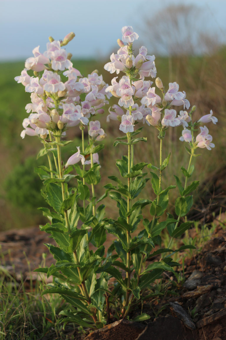 Grazing North Texas – Cobaea Penstemon – North Texas Farm and Ranch