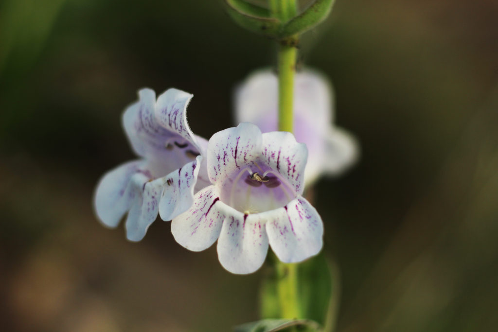 Grazing North Texas – Cobaea Penstemon – North Texas Farm and Ranch