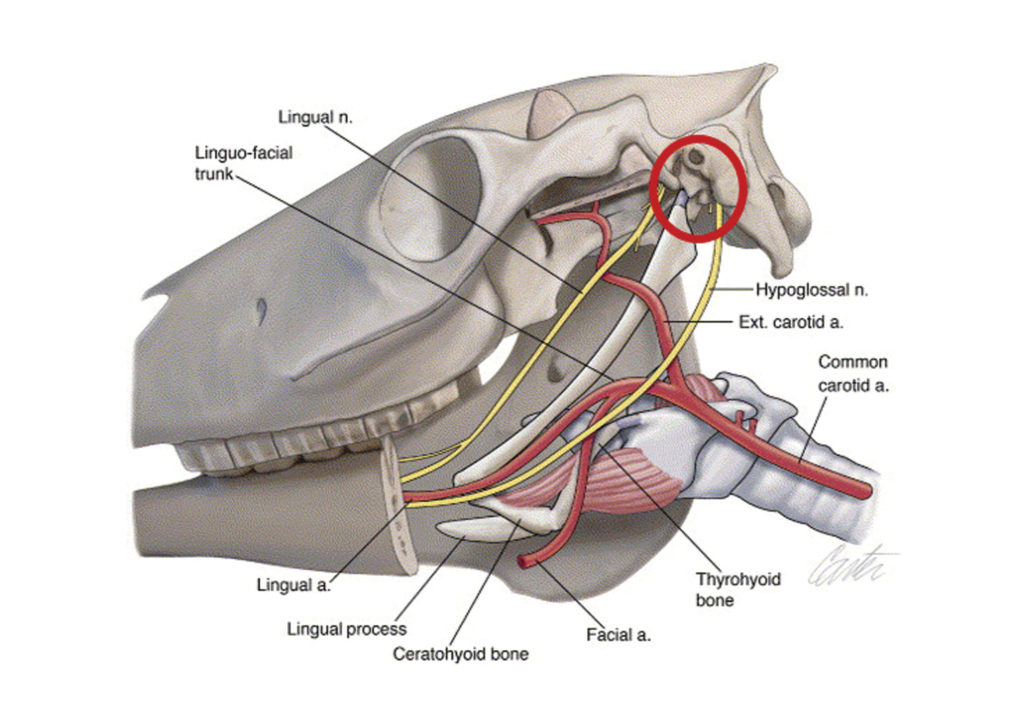 Temporohyoid Osteoarthropathy – North Texas Farm and Ranch